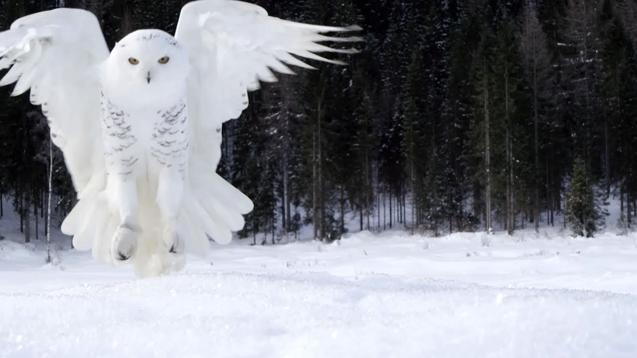 Unquestionably Intriguing Adaptations Of Snowy Owls Bird